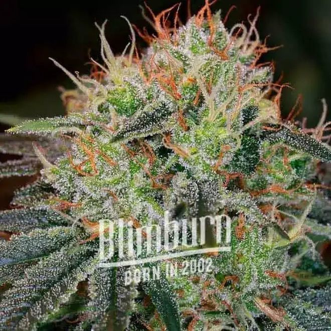 Fat Bastard Auto | Blimburn Seeds