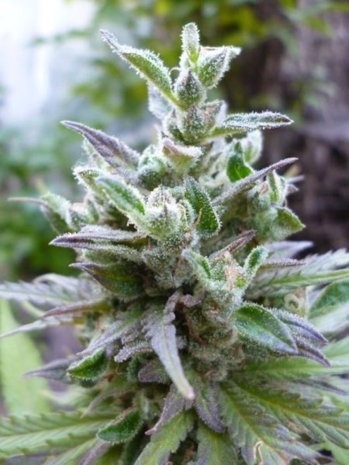 Hollands Hope (Dutch Passion) feminizada