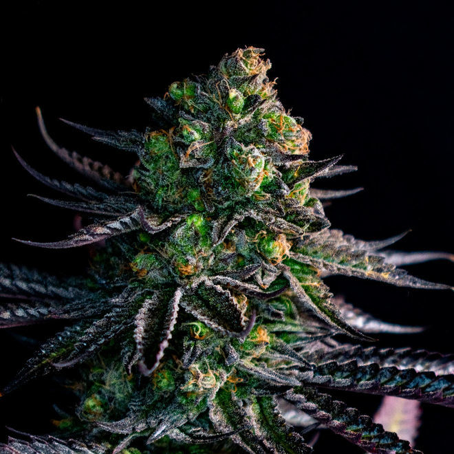 Watermelon Candy | Zamnesia Seeds